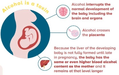 Alcohol and pregnancy fact sheet - translated - FASD Hub Australia ...